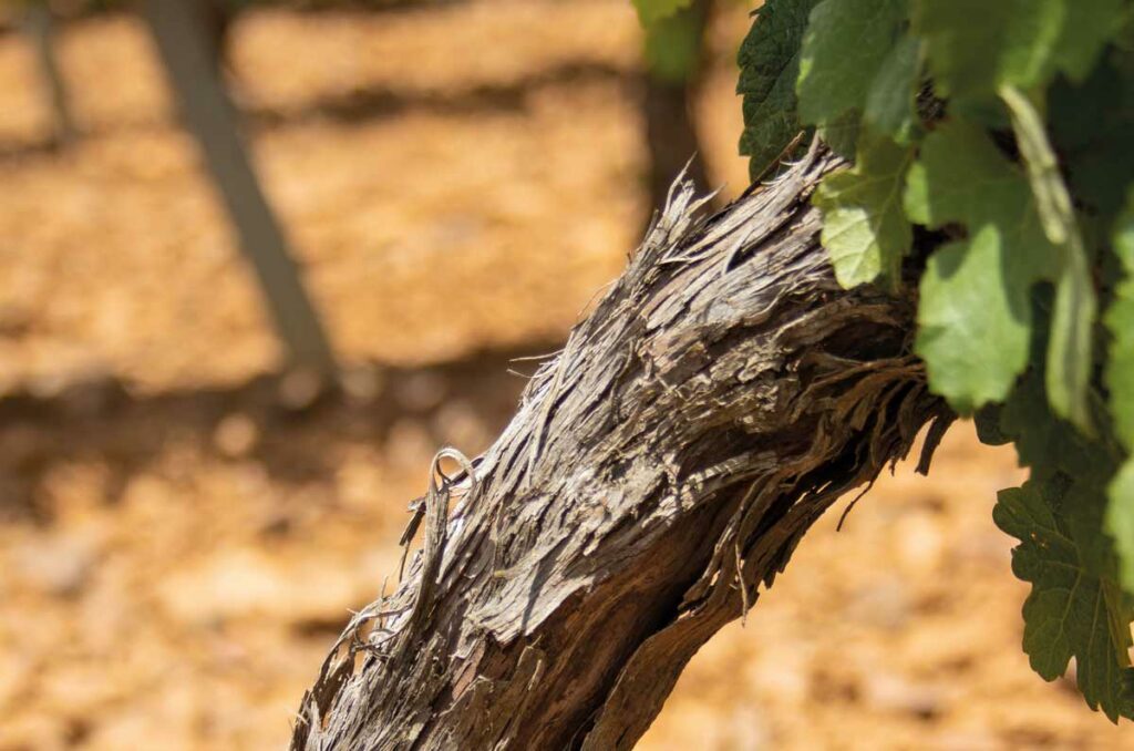 Vino Prieto Picudo Pincerna | Tu vino tinto DO León 🍷